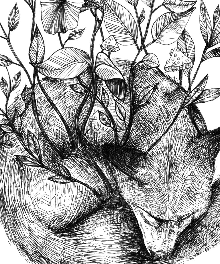 "Sleeping Fox" art print – Alfred Basha