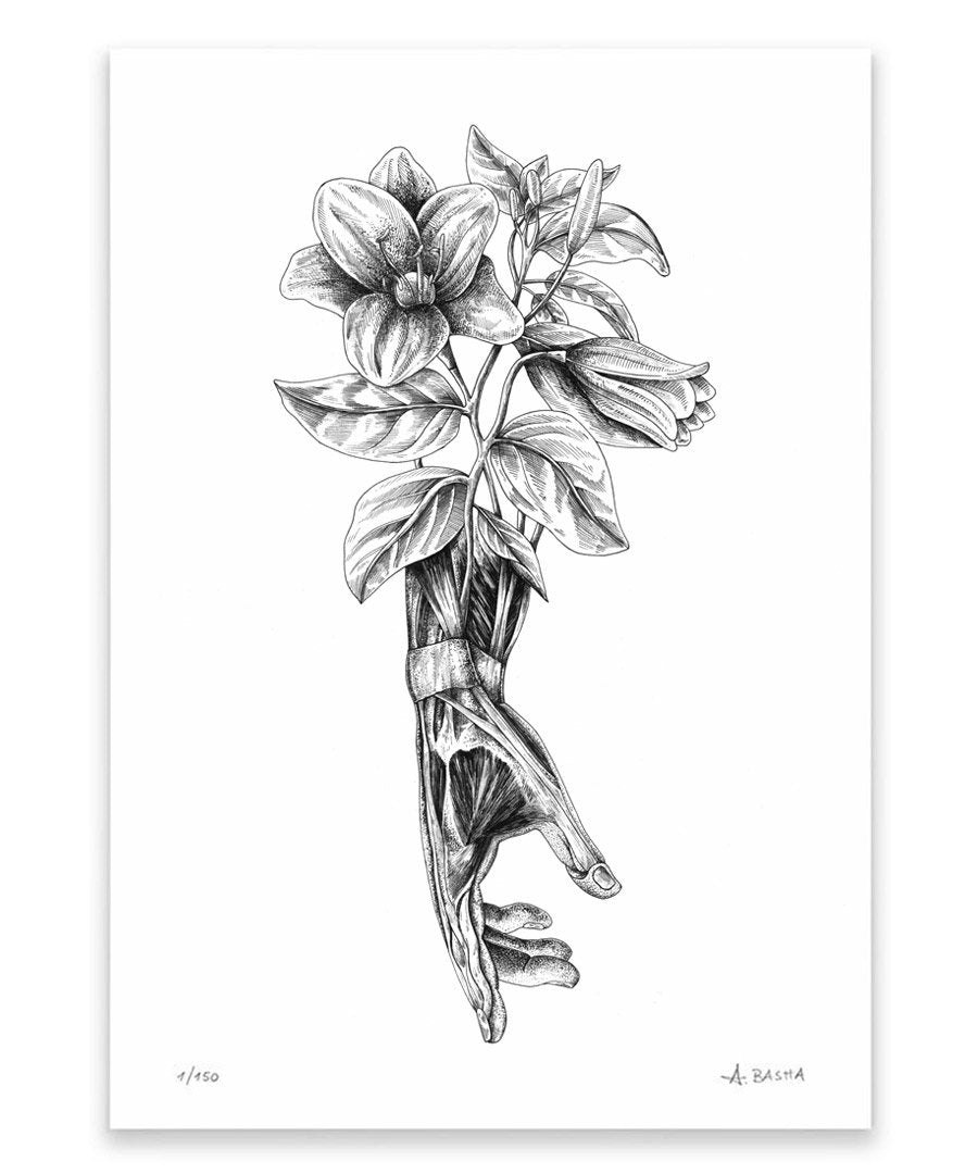 Limited Edition Prints – Alfred Basha